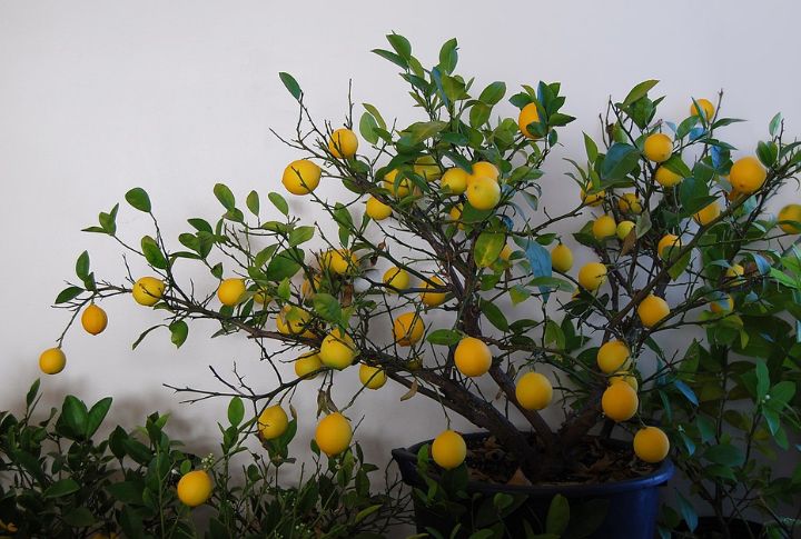 20 productive fruit trees for any size garden