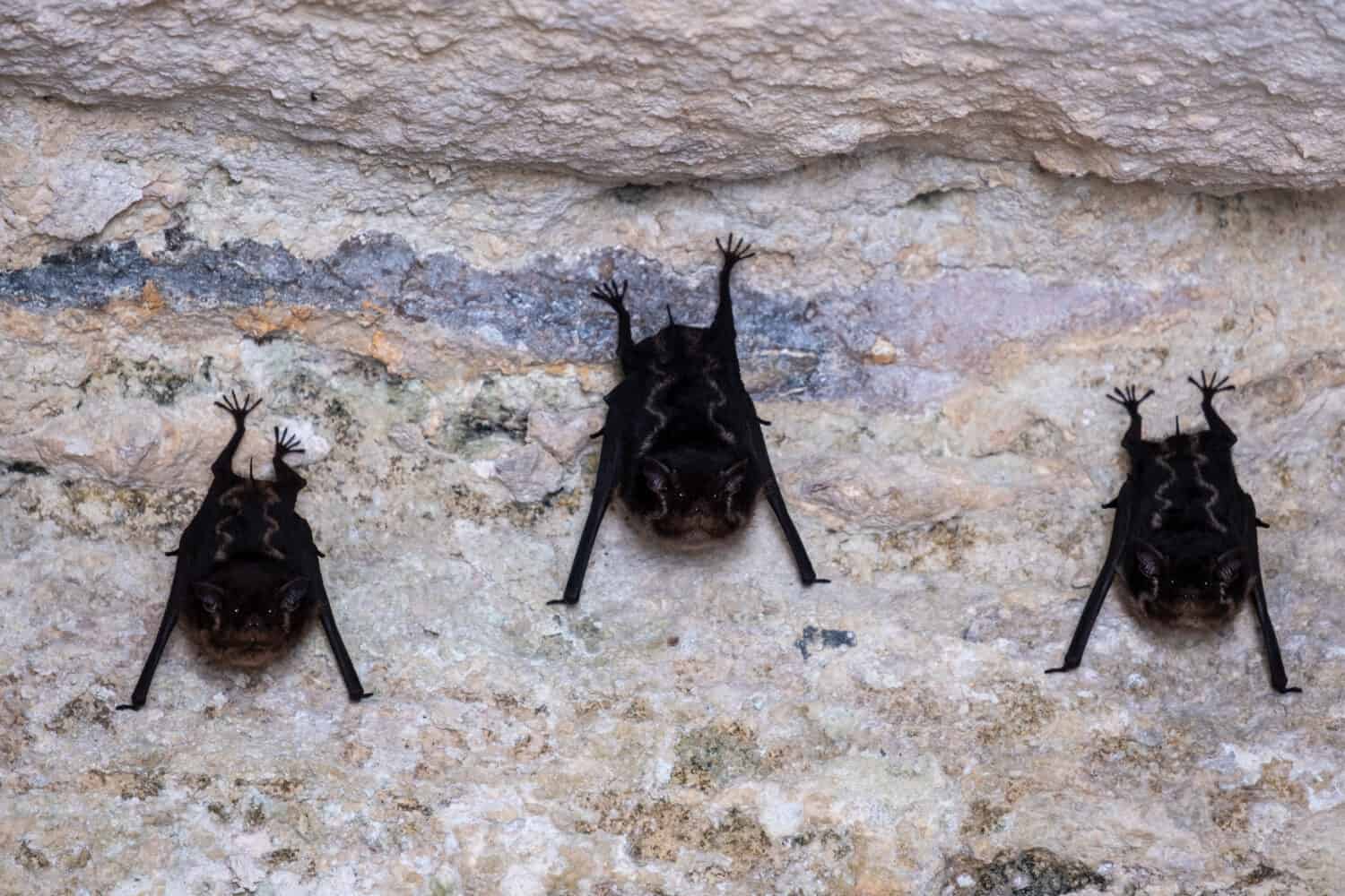 Concrete lifeline: NCDOT’s bold bat wall protects grey bats