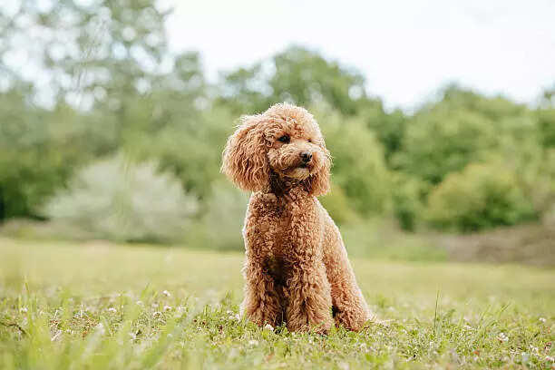 National Puppy Day 2026: From pampering pets to promoting adoption ...