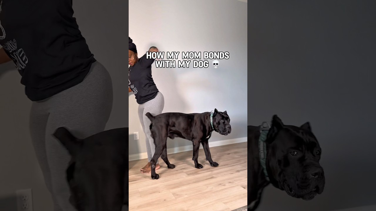 The special bond between a giant dog and human