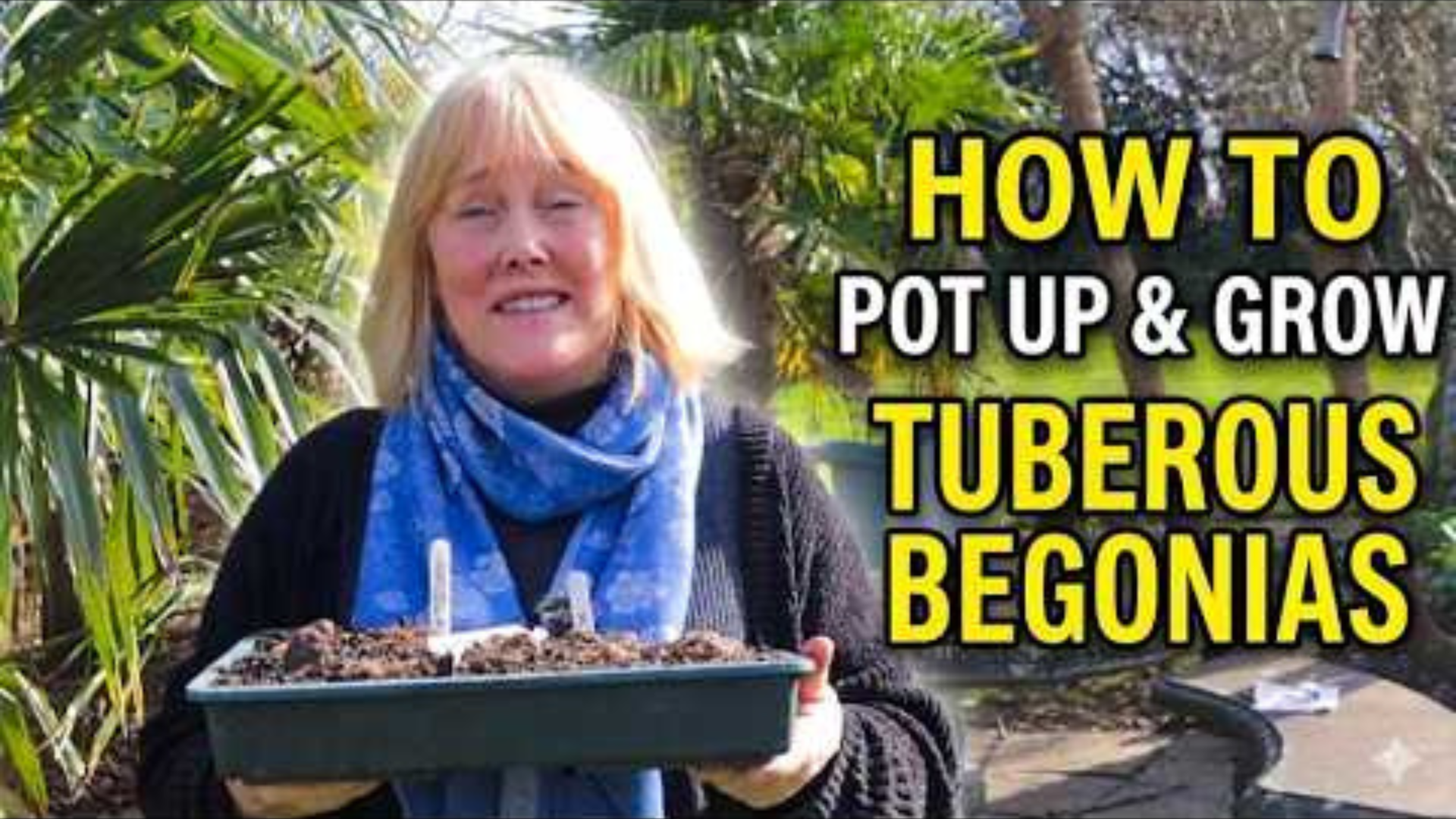 How to pot up & grow tuberous begonias