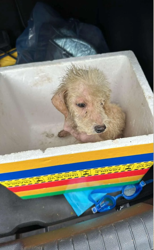 Kind couple steps in after seeing a skinny beach dog being mistreated ...