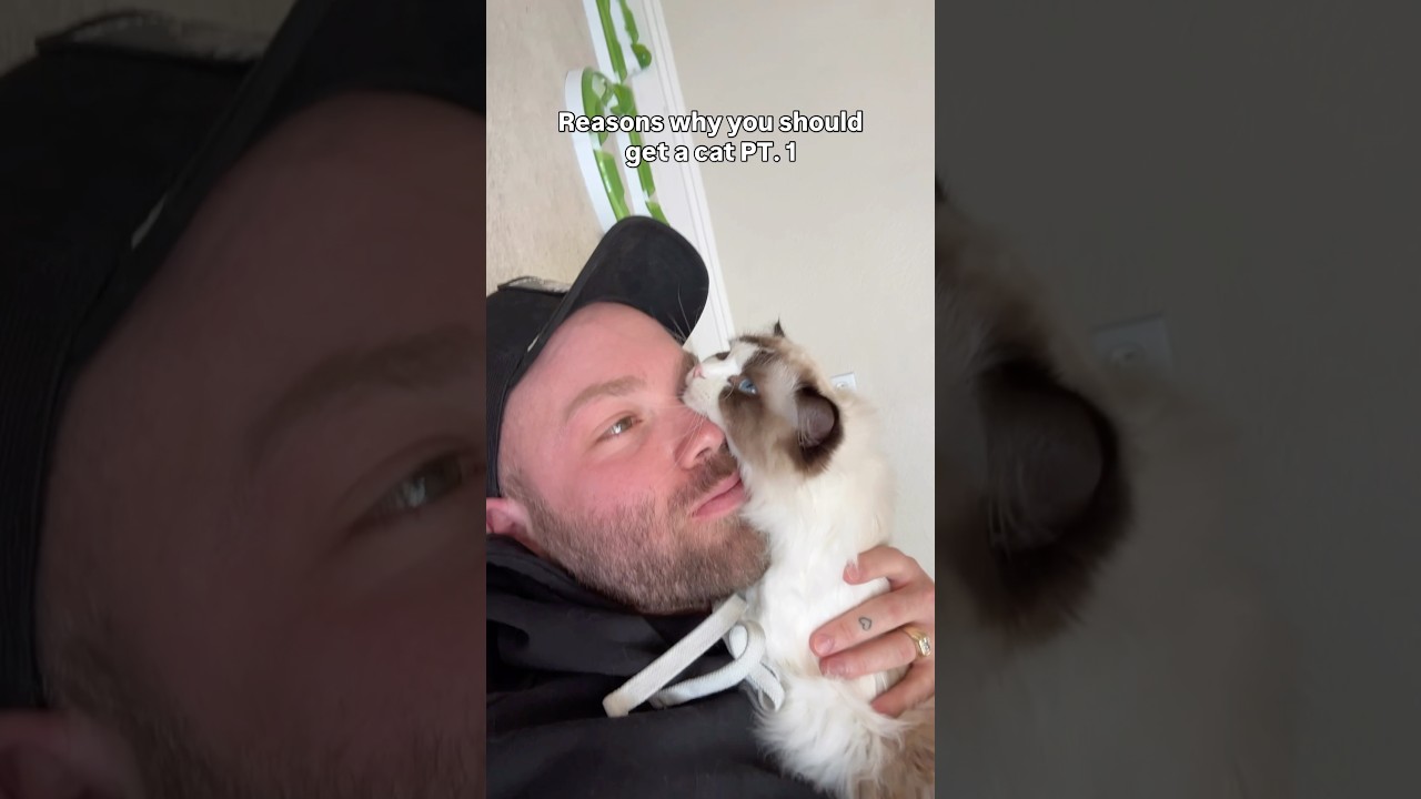 Very important reason why every person needs a cat
