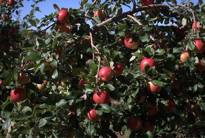 20 productive fruit trees for any size garden
