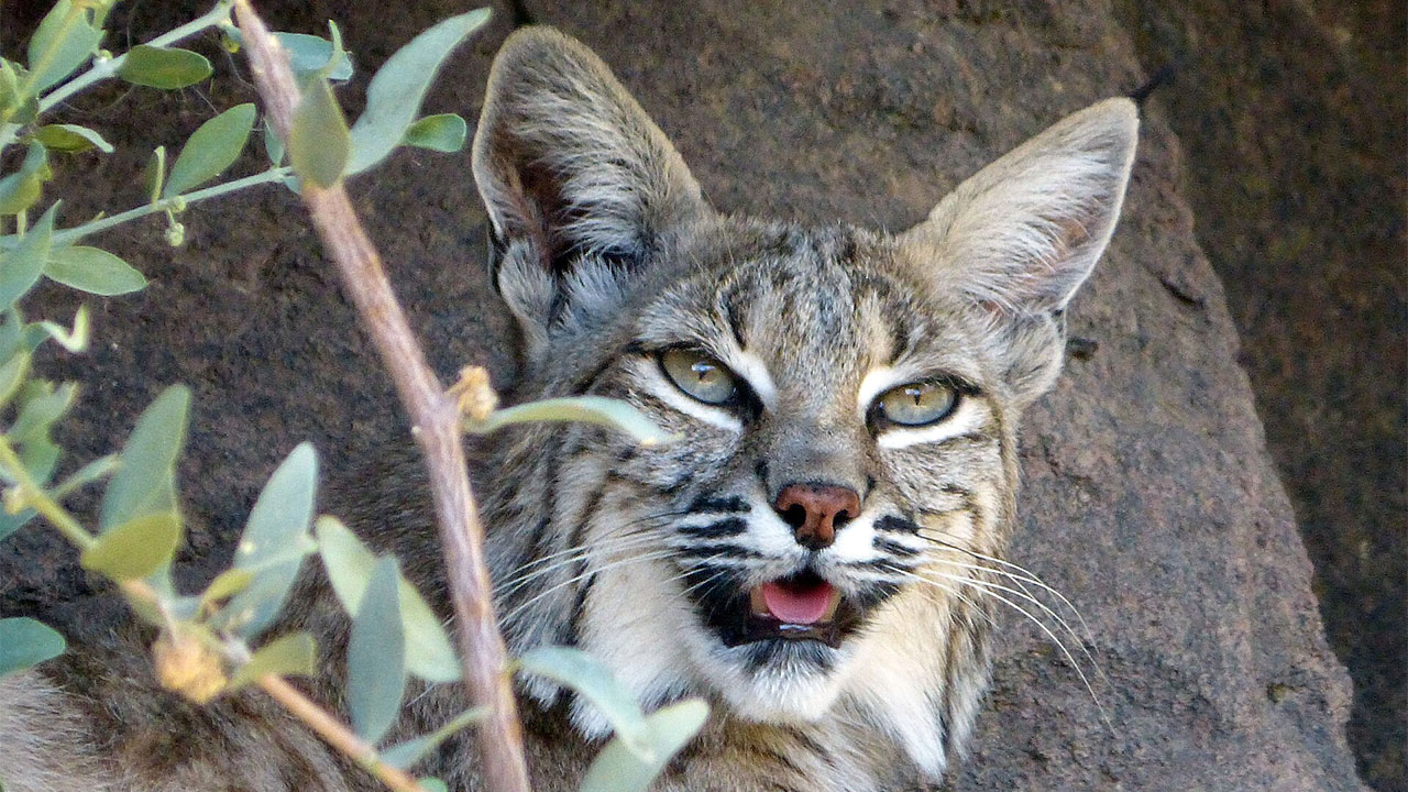 The animals showing up around homes that people keep underestimating