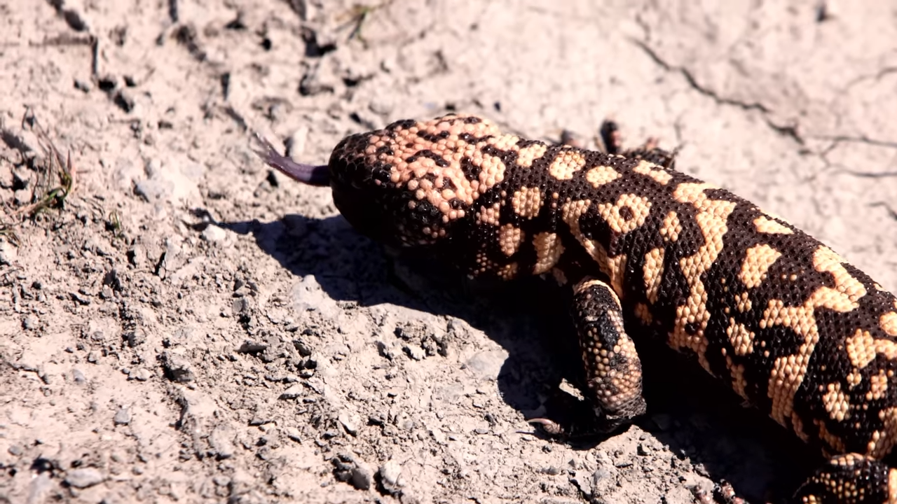 Watch what happens when North American predators enter Australia ...