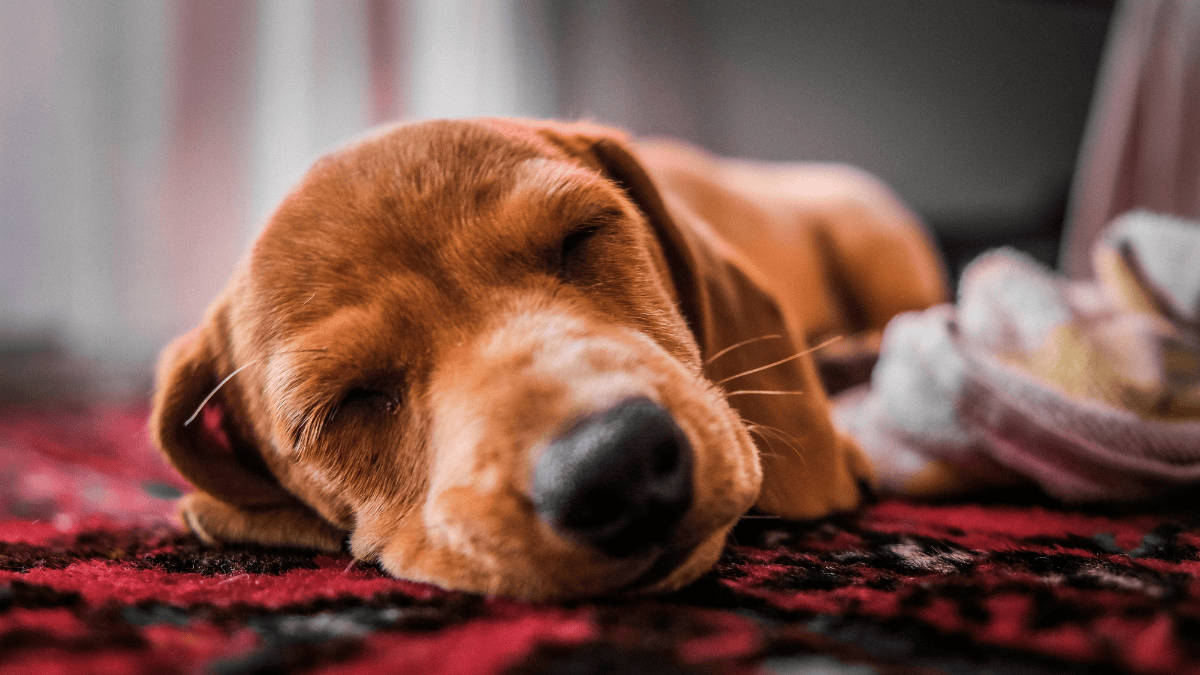 Is it normal for dogs to sleep all day? 9 reasons why