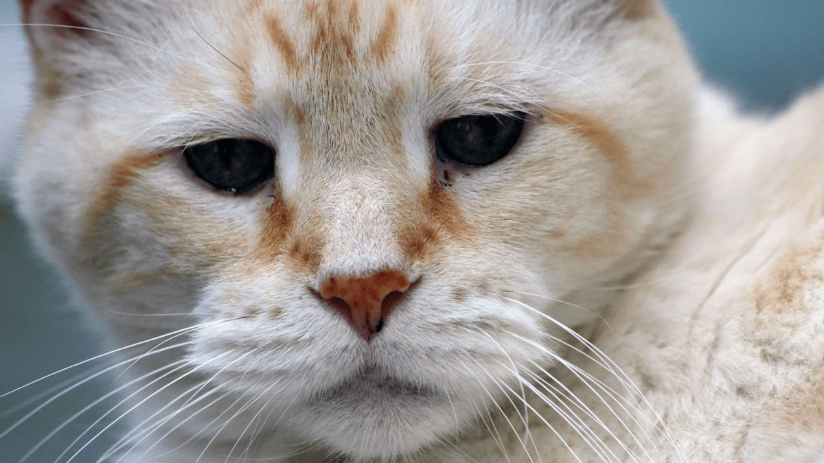 13 signs your cat may be nearing the end of life