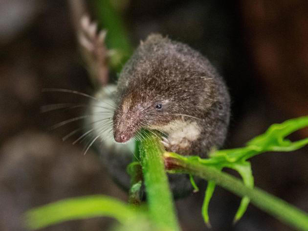 Infektion mit Bornavirus in Bayern – Krankheit meist lebensbedrohlich