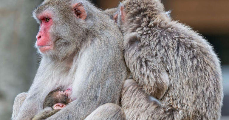 Milwaukee Zoo sees 'baby boom' with 3 monkeys born in the span of weeks