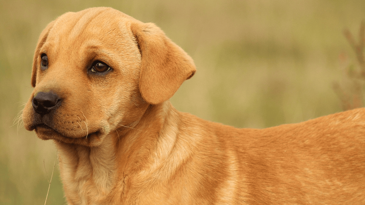 Your dog waits for you like this while you're gone: 5 signs he's ...