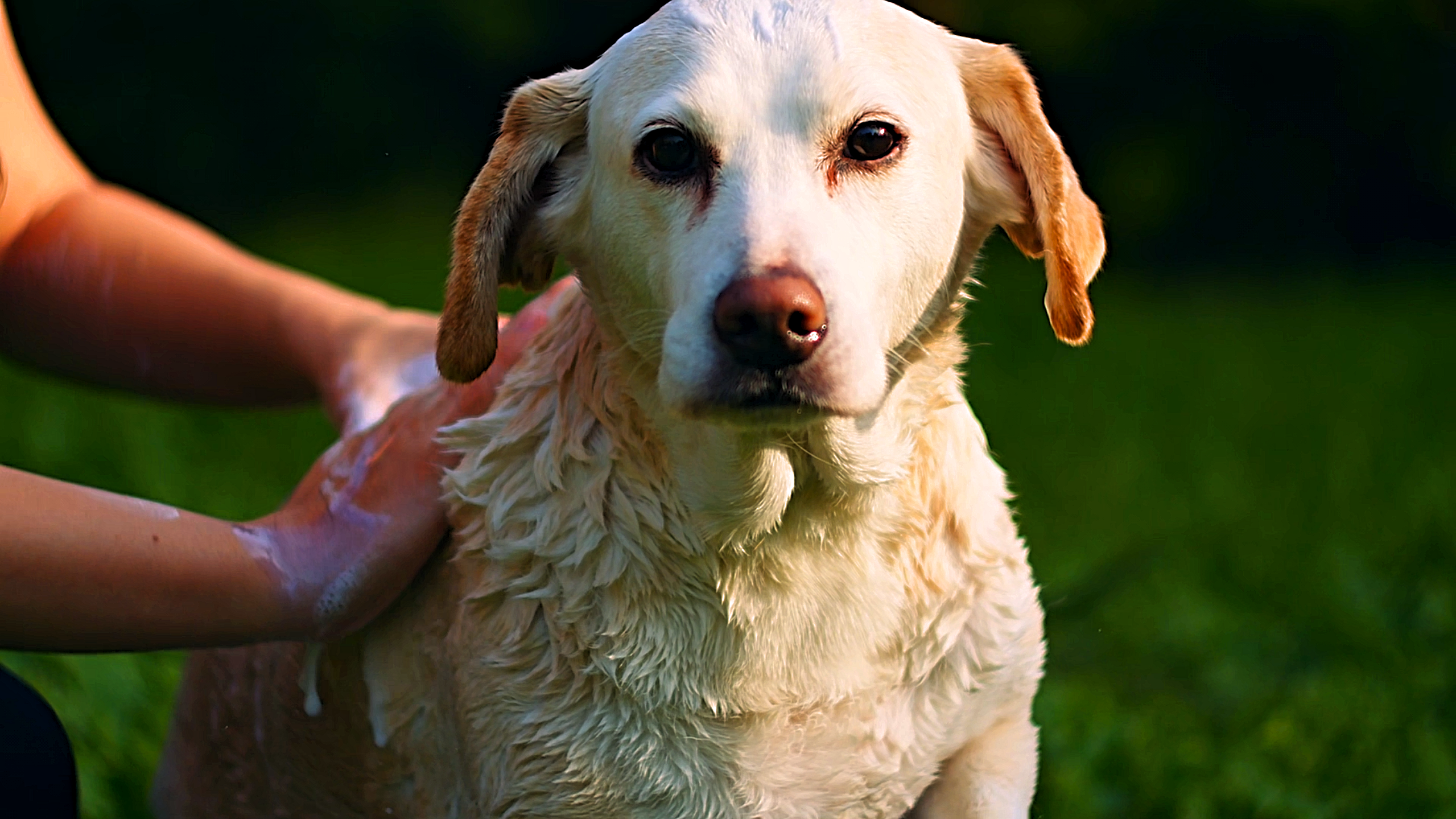Watch what happens when a girl washes her dog