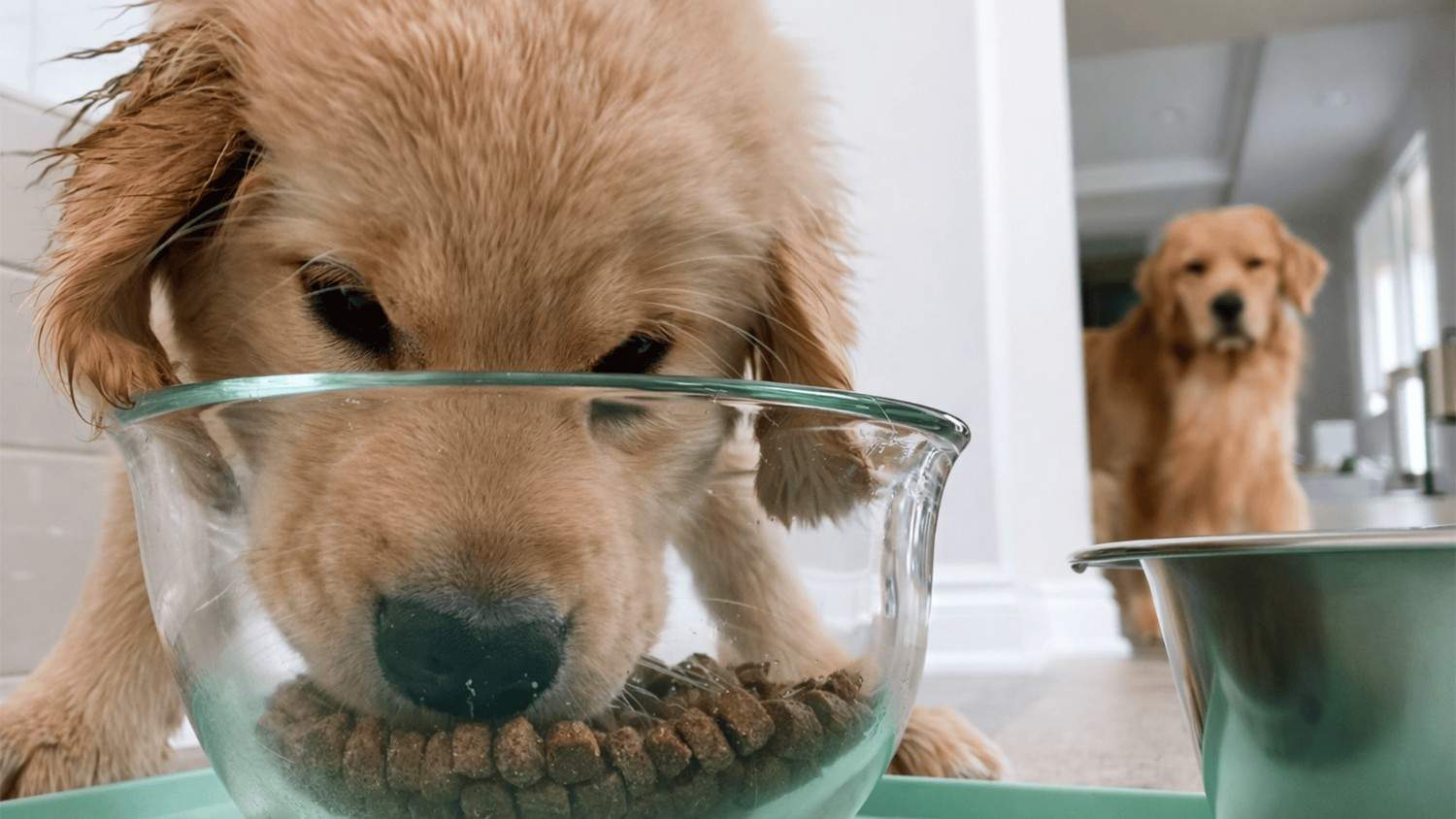 What happens during a puppy sleepover?