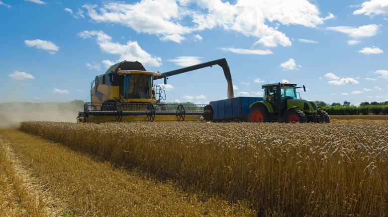 What is Irish-style wholemeal flour and how is it best used in baking?