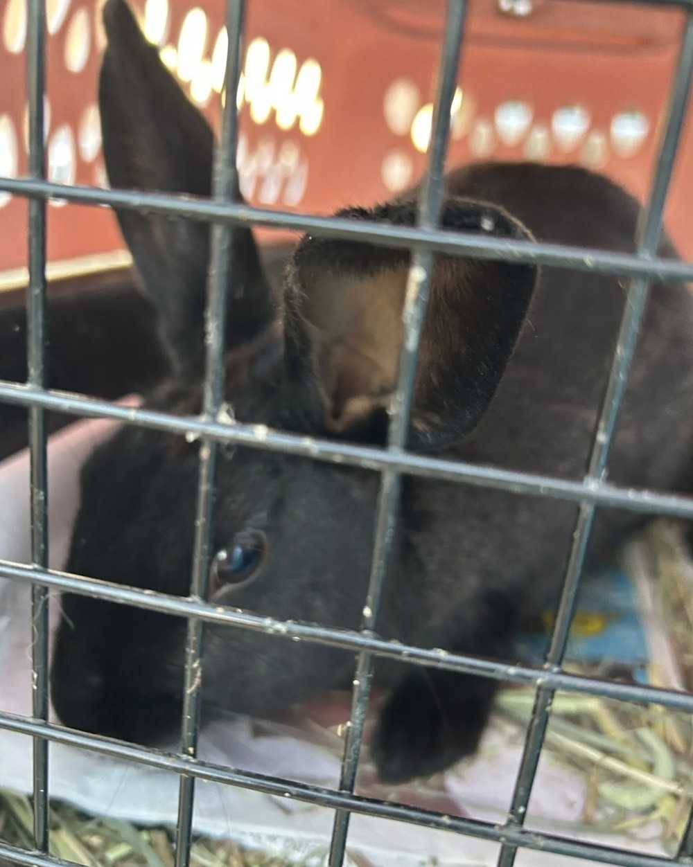 Humane Society working to capture, vaccinate 20 rabbits released near ...