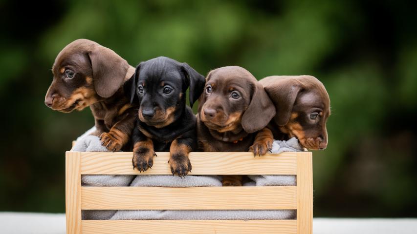 Puppy profiles: Meet the dachshund