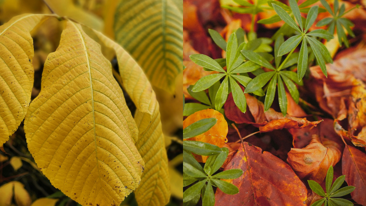 How to fix yellow leaves and make your plants green again