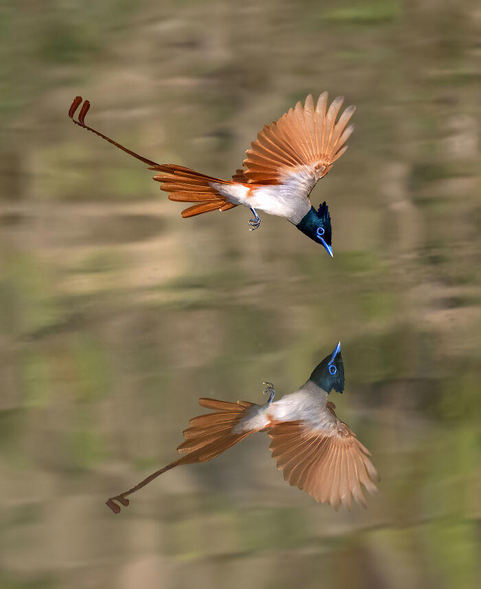 30 powerful wildlife photos that show the beauty of life on Earth