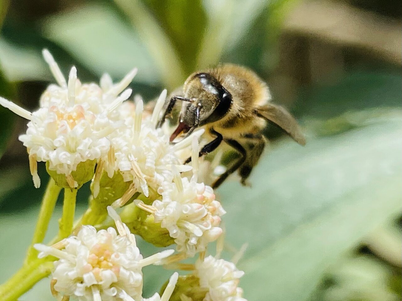 The 'silent takeover': Invasive bees are reshaping Chile's unique ...