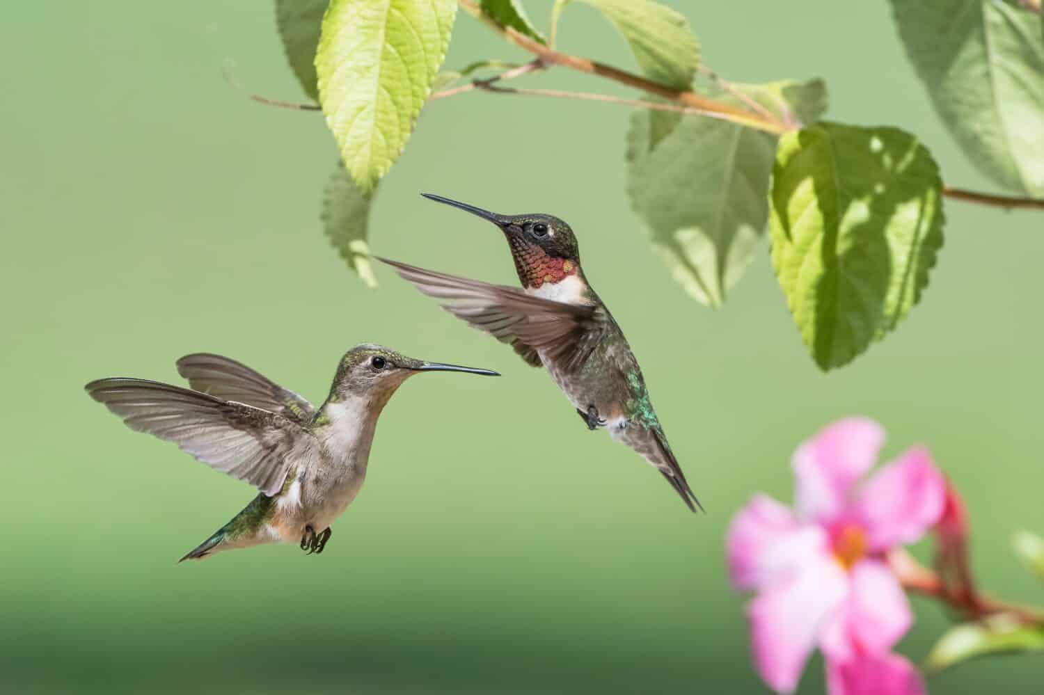 Little but fierce: Why hummingbirds guard their turf