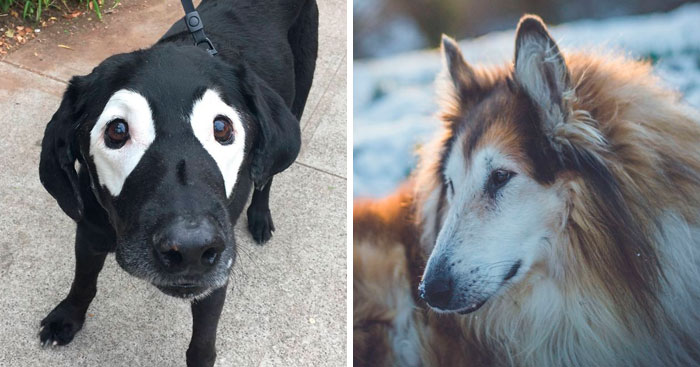 29 wholesome pics of senior good boys