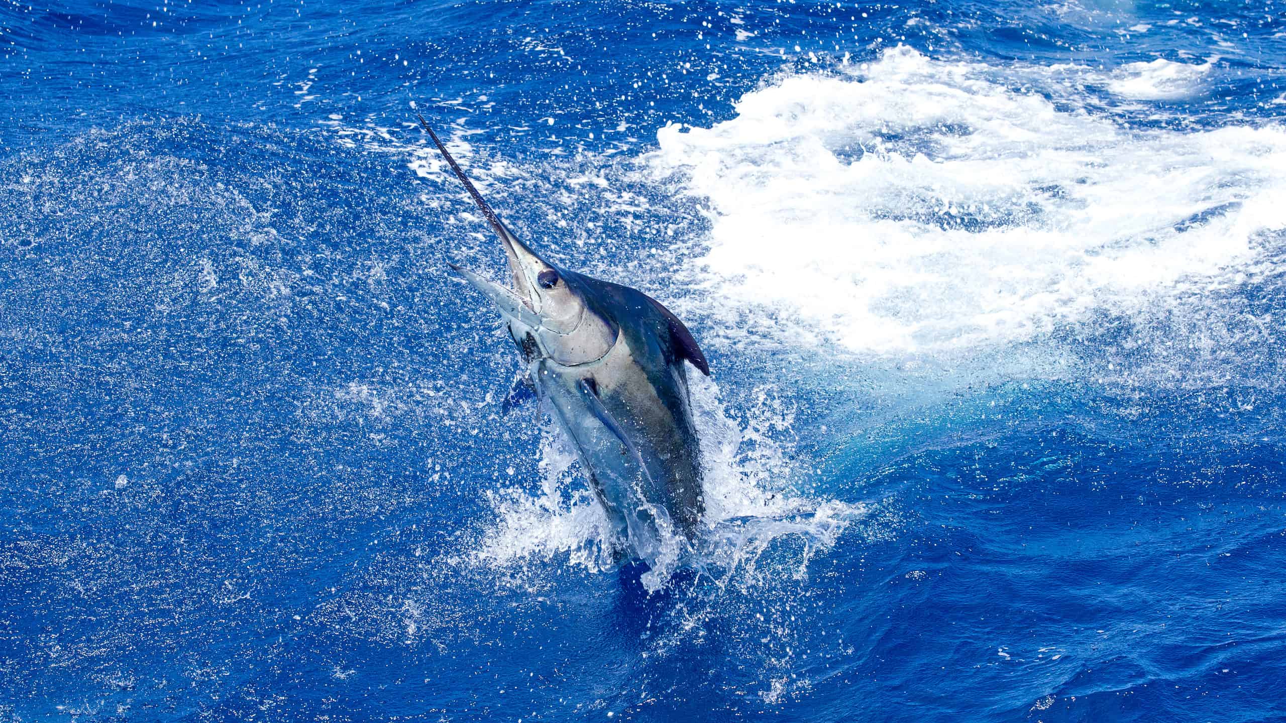 Like a boss: Man pulls in a 1,158-pound marlin completely alone