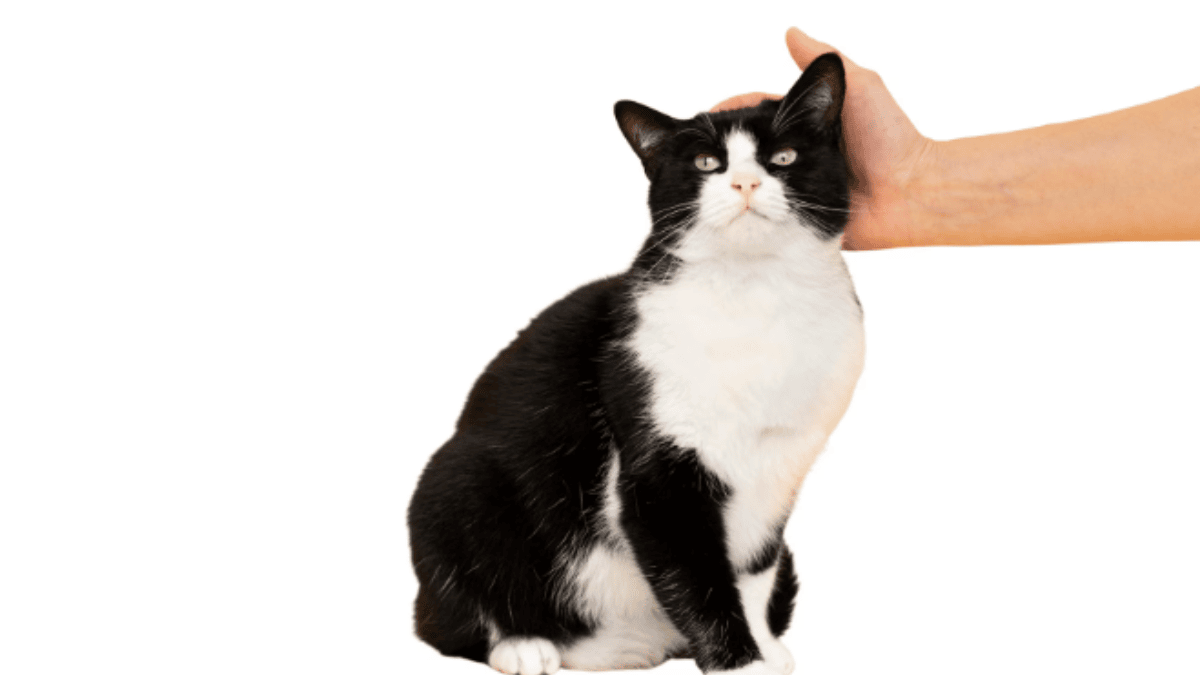If your cat stares at you and blinks slowly, this is what it's trying ...