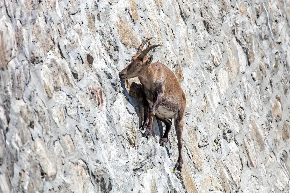 A impressionante capacidade do íbex-dos-alpes de escalar rochas íngremes