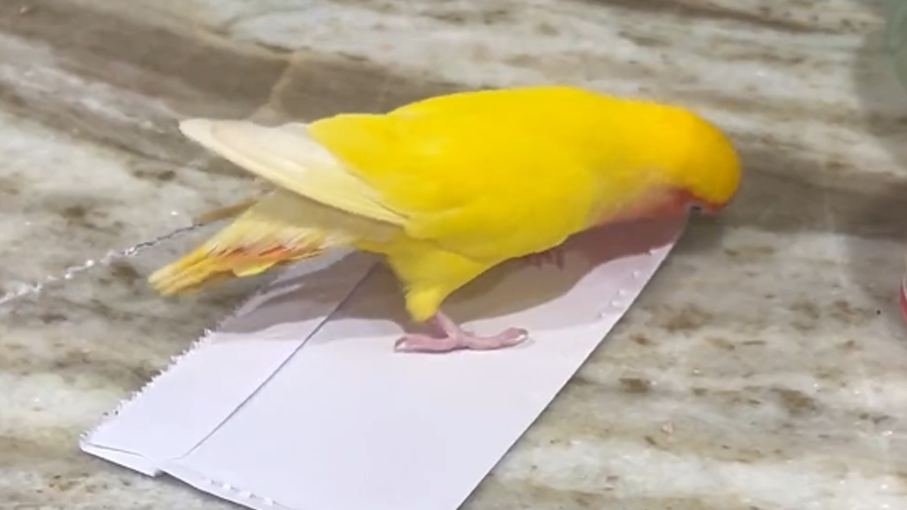 Kitten tries to touch a bird
