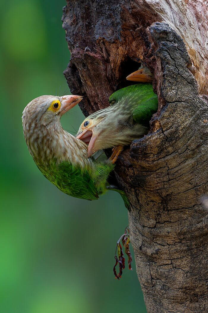 30 powerful wildlife photos that show the beauty of life on Earth