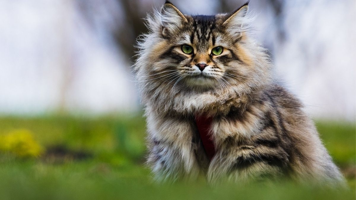 8 cat breeds that experts consider 'hypoallergenic' (although none of ...