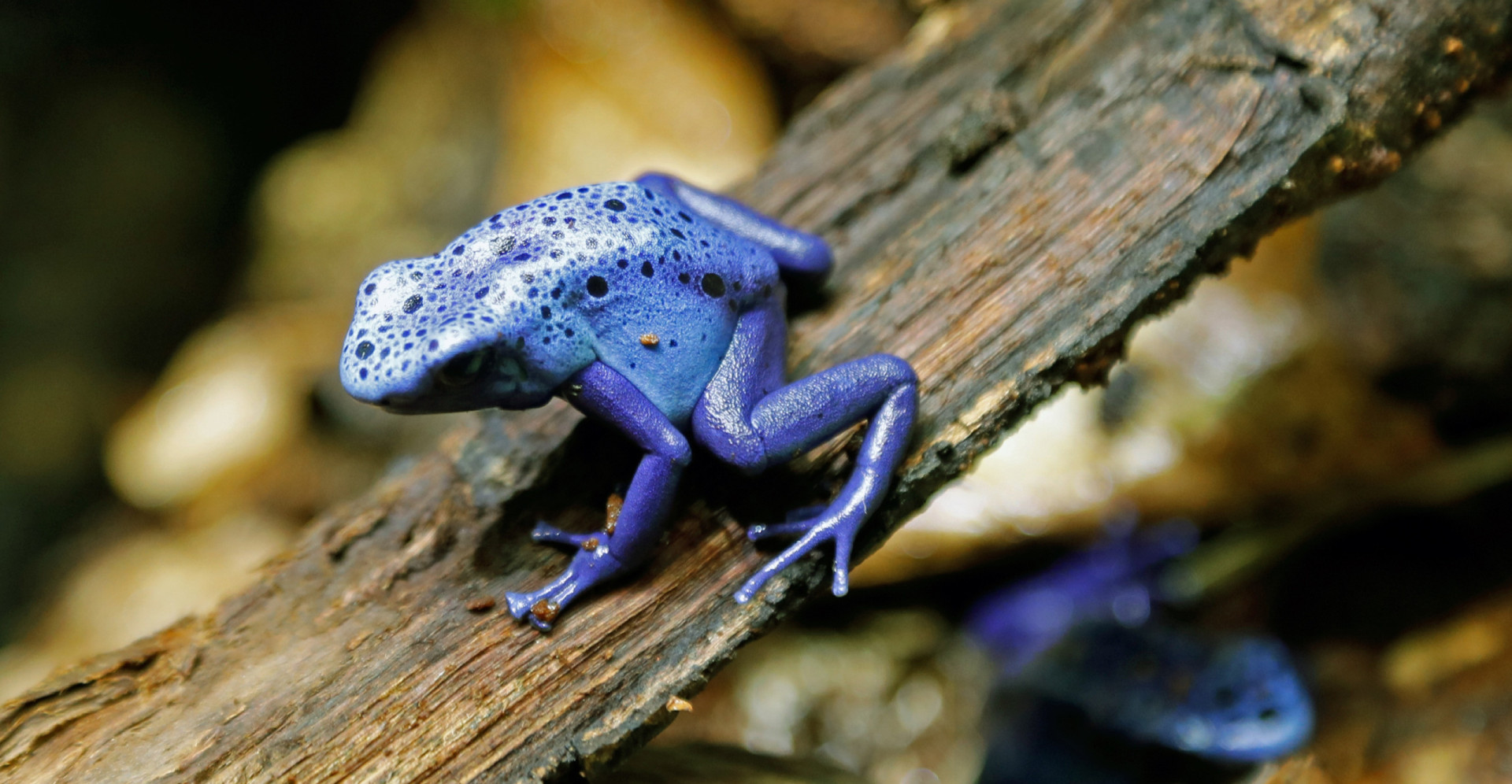 Meet the world's most poisonous animals