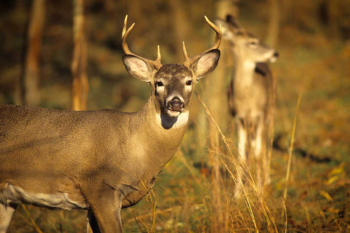 Game commission releases last year's deer harvest numbers