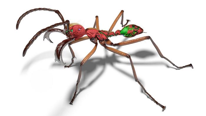 These stunningly detailed 3D images of ants showcase the remarkable ...