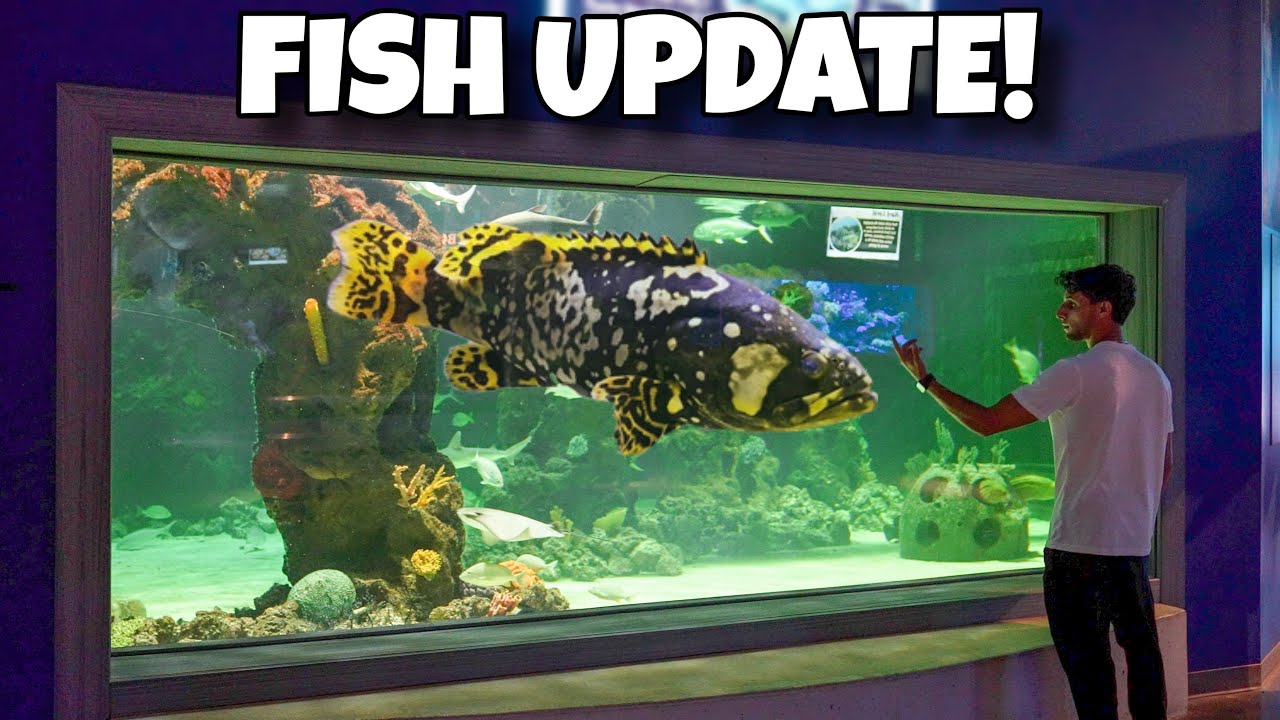 I met the 80lb bumblebee grouper!🐟