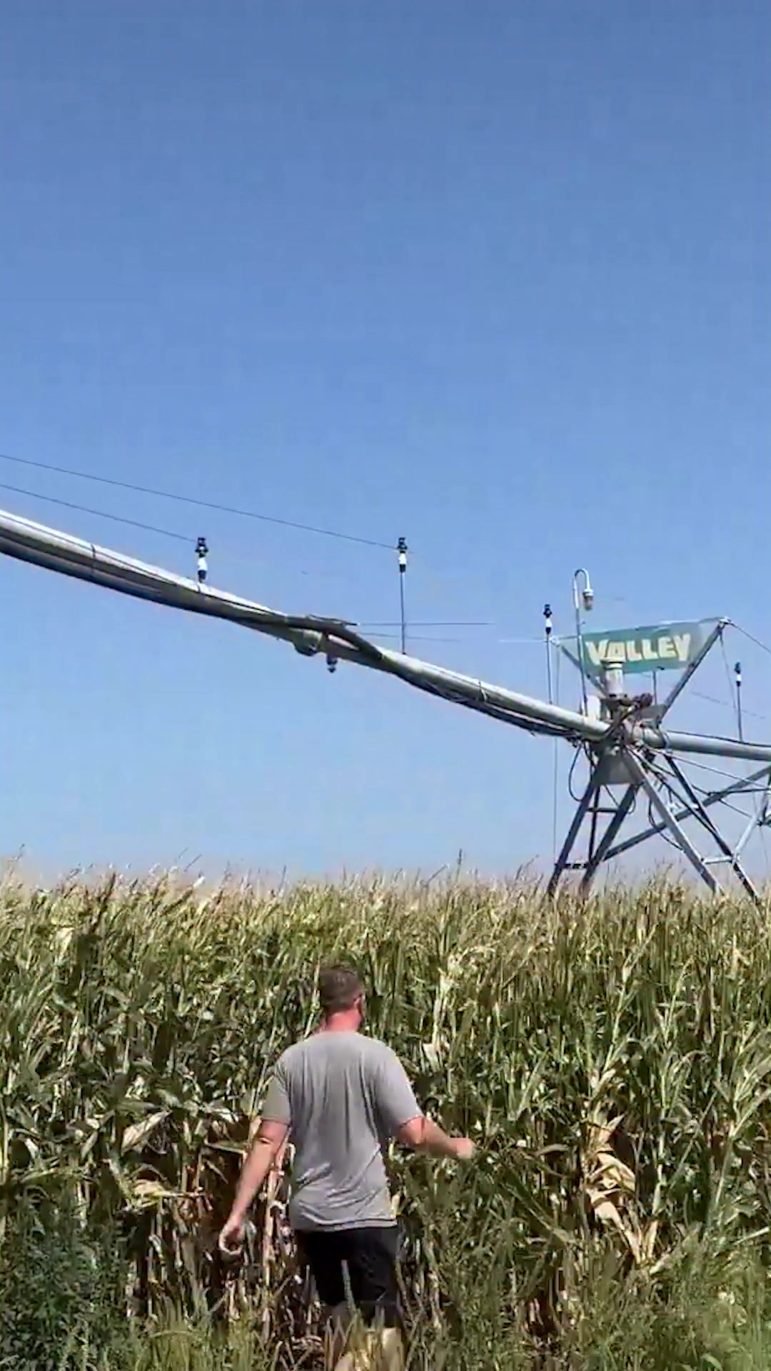 Into the cornfield he goes