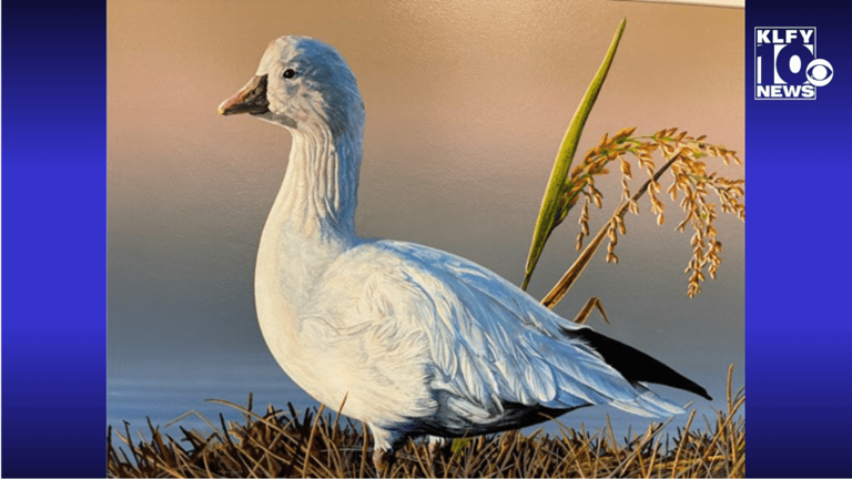 2027 Louisiana waterfowl conservation stamp rules and timeframe released