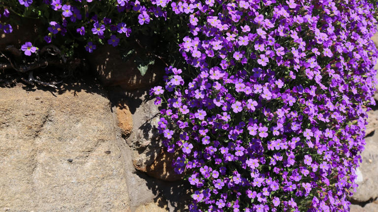 The pretty purple flowering plant that turns your retaining wall into a ...