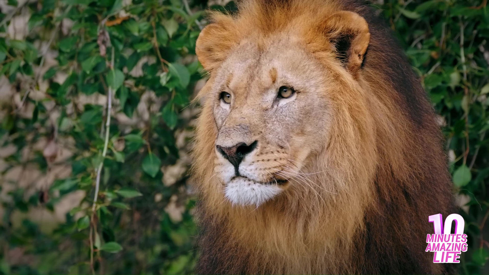 This lion was silently guarding his territory
