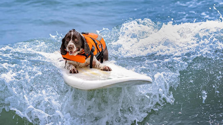Surf’s pup: Hang 8 dog surfing extravaganza returns to Daytona Beach