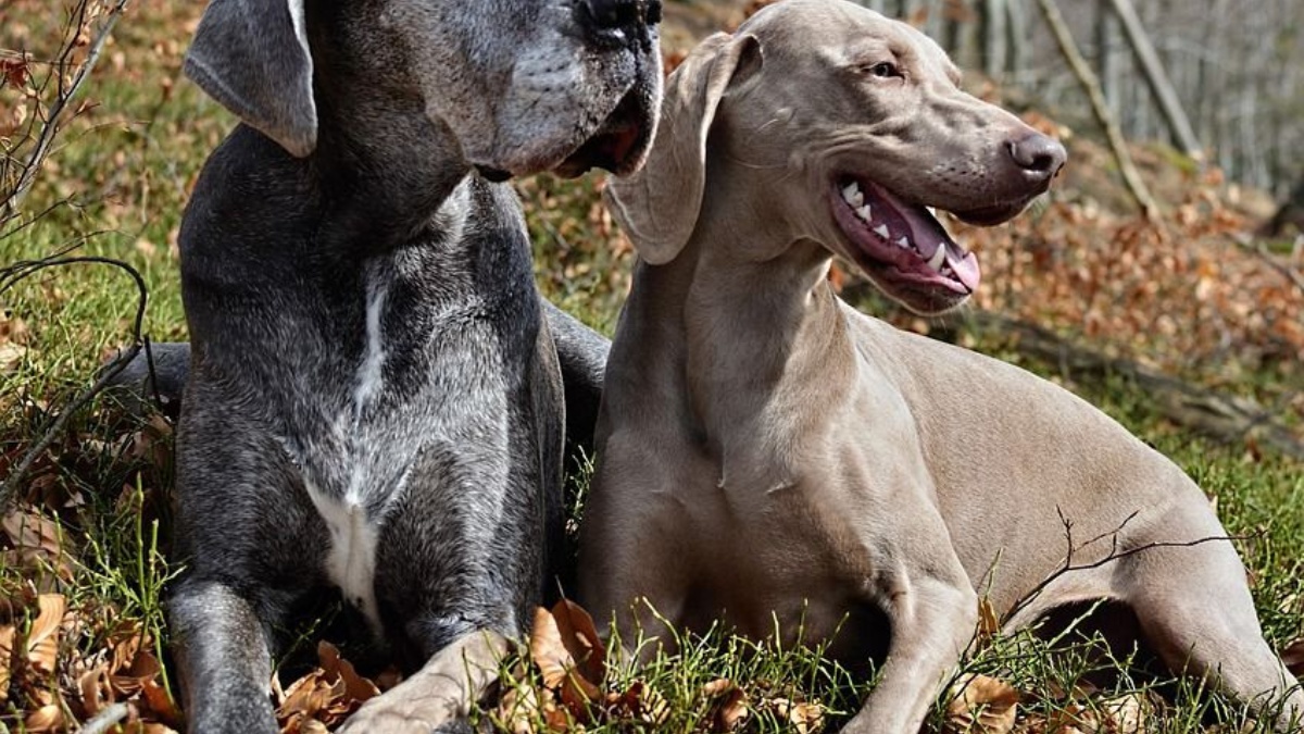 9 things you should know before getting a large dog at home
