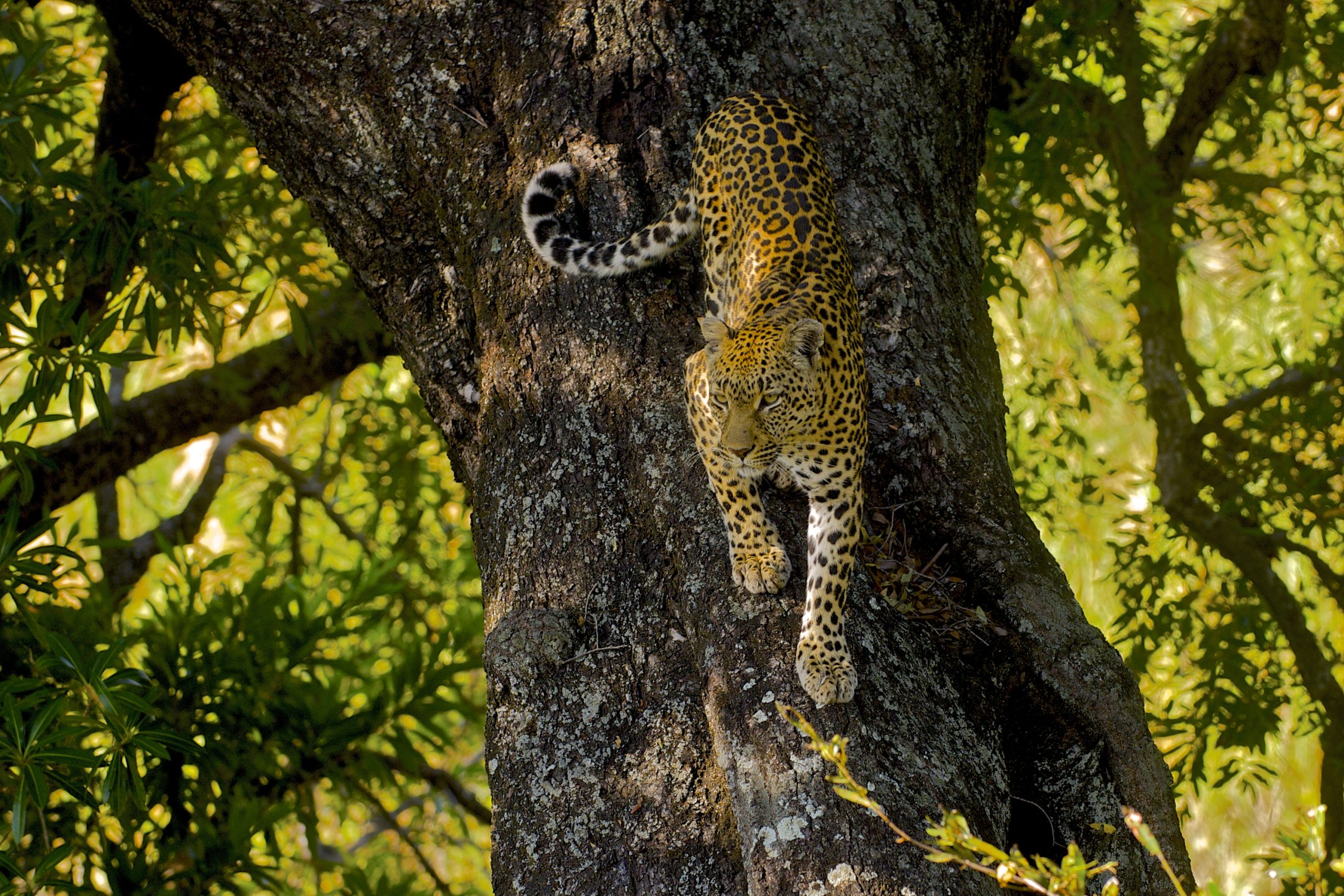 The quiet kill: 5 deadly animals that strike without warning