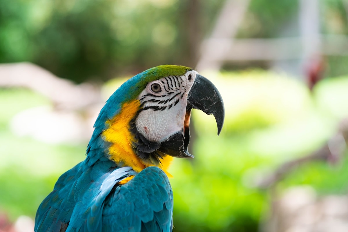 Parrot cracking open a can for mom proves he has serious beak strength