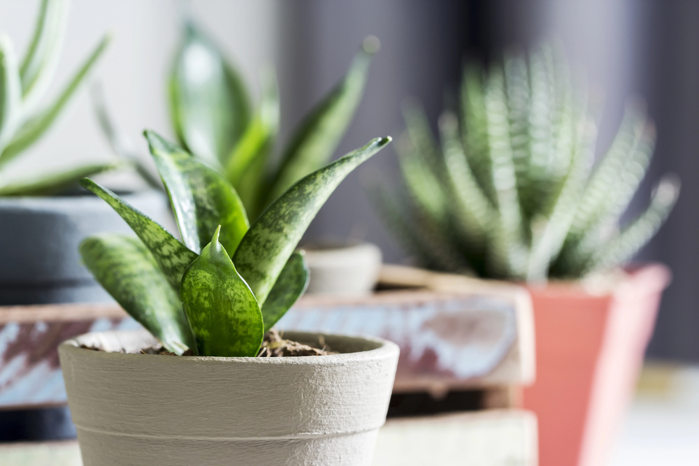 Houseplants grandma grew that we still love