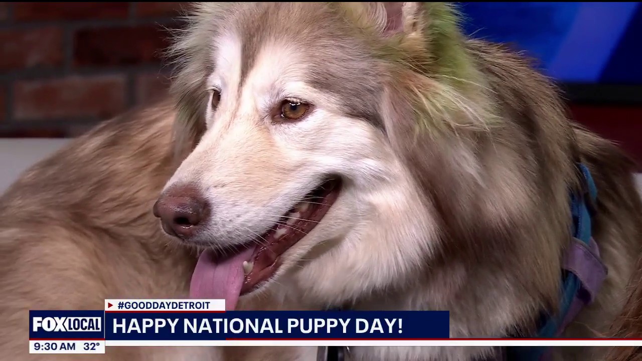 Celebrating National Puppy Day with Camp Bow Wow