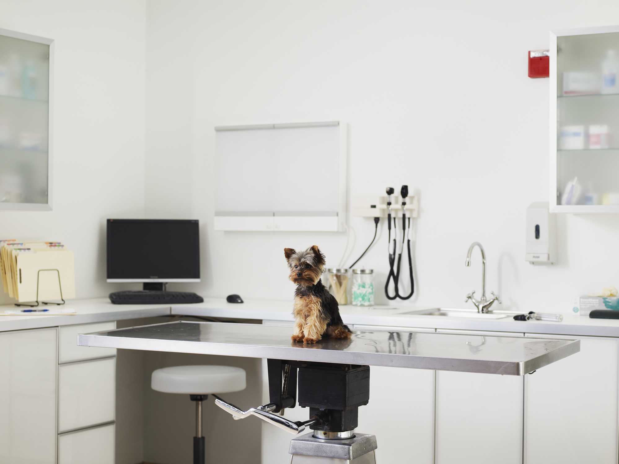 Veterinarian Ashton Sellers becomes the first Black woman and youngest ...