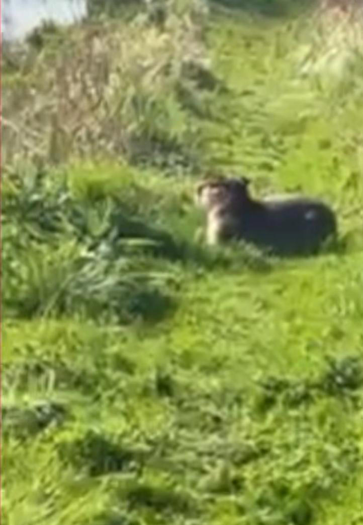 Watch: Zoo's escaped capybara spotted by dog walker