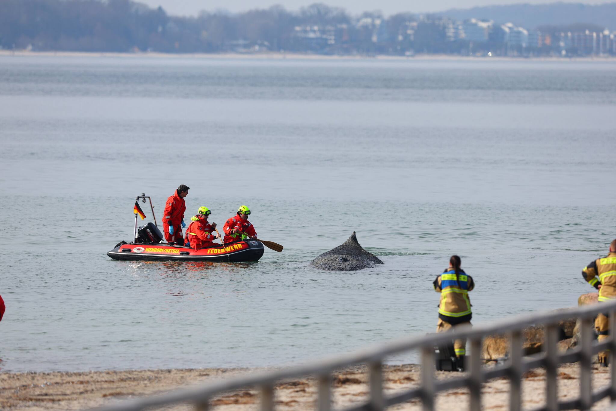 Liveticker: Wal vor Niendorf gestrandet – Hochwasser brachte keine Rettung