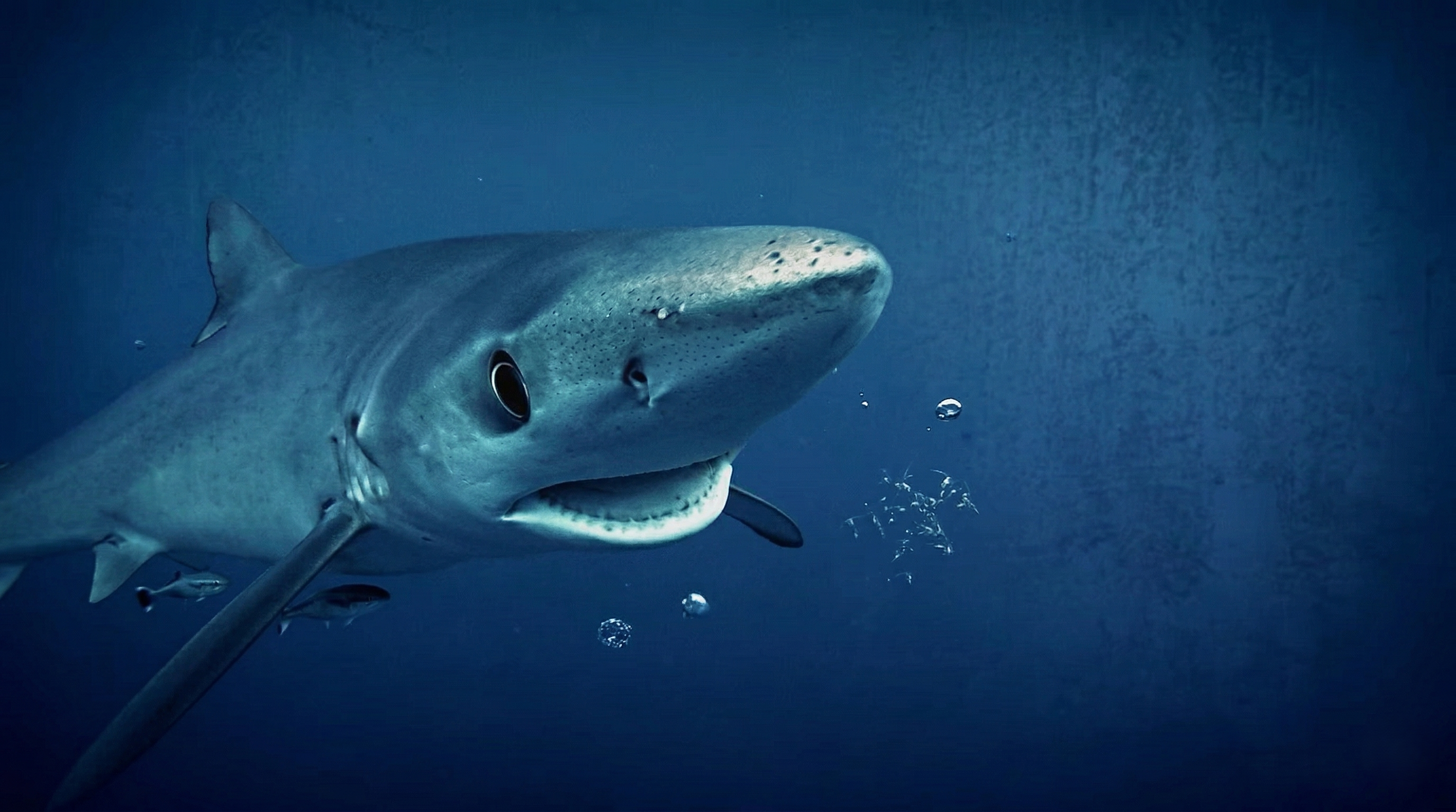 Watch what happens when a bull shark enters shallow water - attacks ...