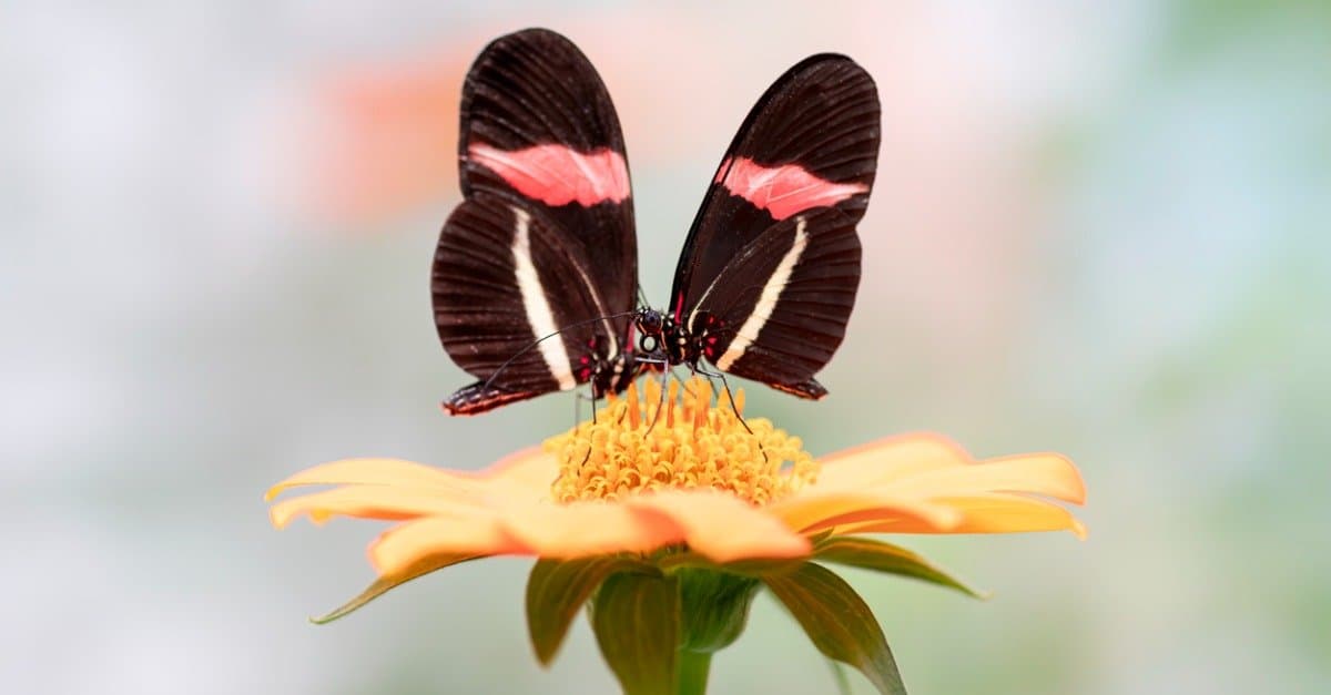 These hunters turn beautiful butterflies into deadly poison darts